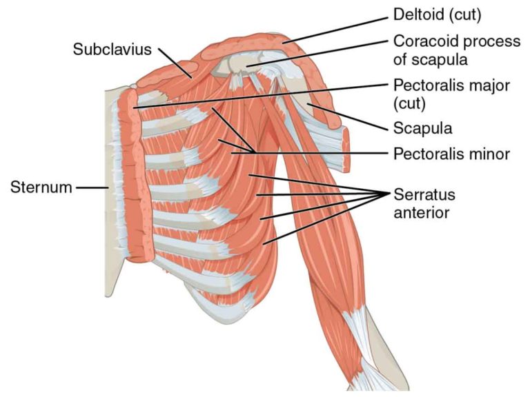How to Release the Pectoralis Minor